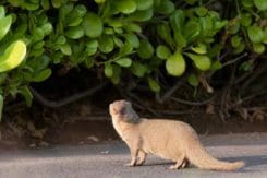 Introduction to Maui Wildlife | ALL ABOUT MAUI Travel Tips