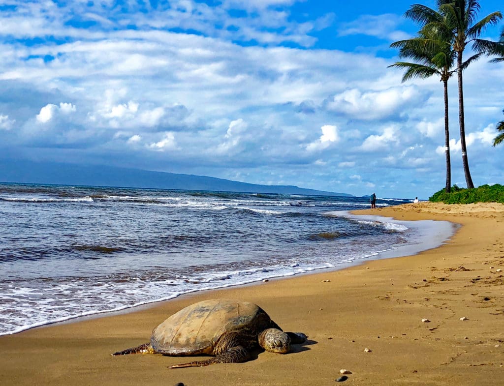 Honu - Maui Accommodations Guide