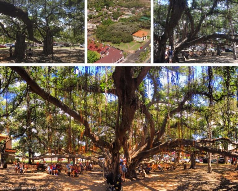 Top 10 Things You Didn't Know About Maui - Maui Accommodations Guide