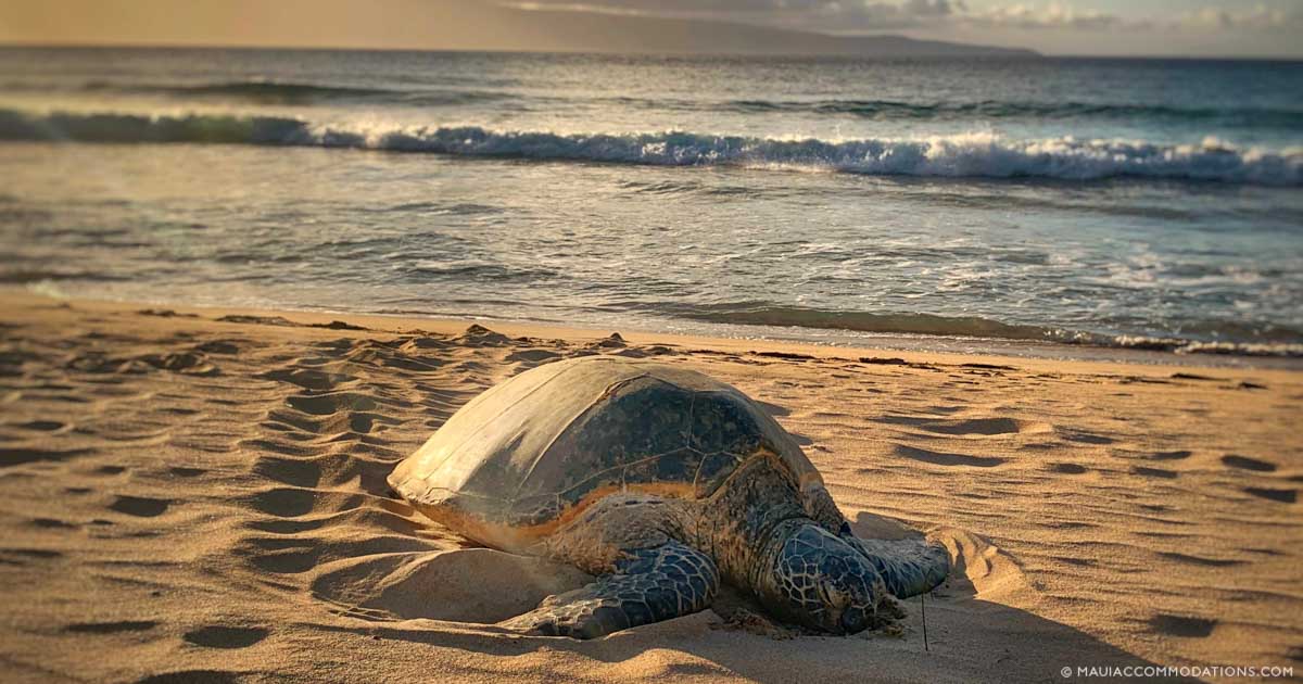 How To See Turtles on Maui - Maui Accommodations Guide