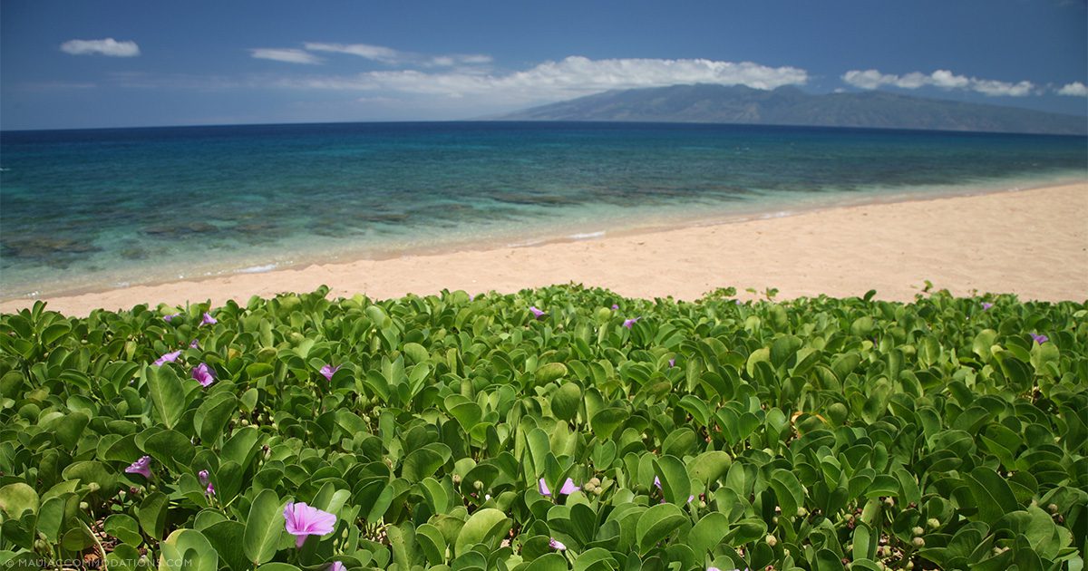 7 Maui Beaches You Didn’t Know Existed - Maui Accommodations Guide