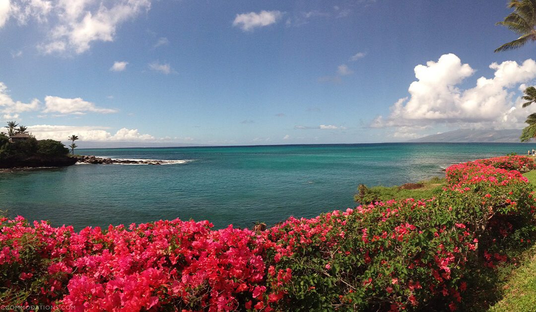Hawaiian Words and Phrases | ALL ABOUT MAUI Travel Tips